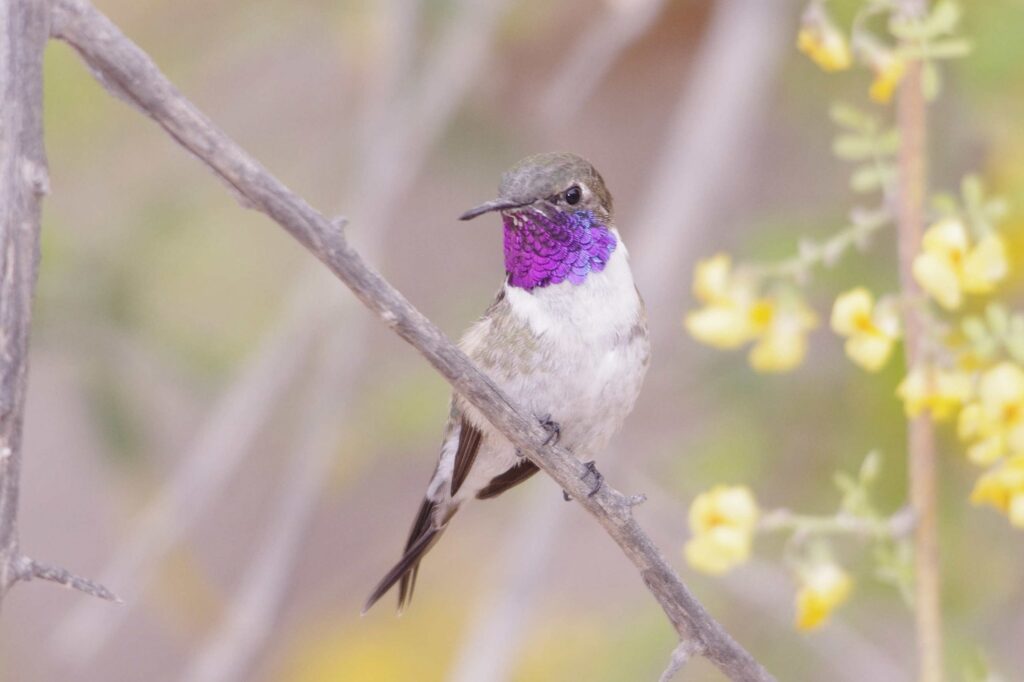 picaflor-de-arica | Página V