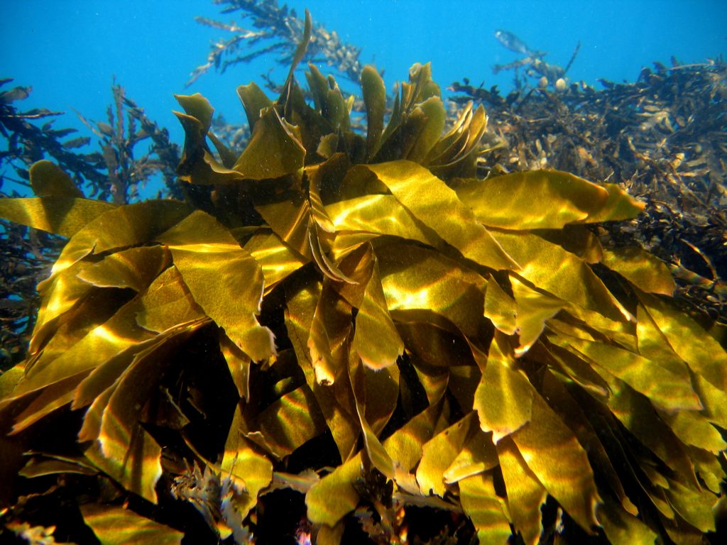 Algas_Lessonia_variegata_OhiroBay_Erasmo_Macaya-1-1024×768 | Página V