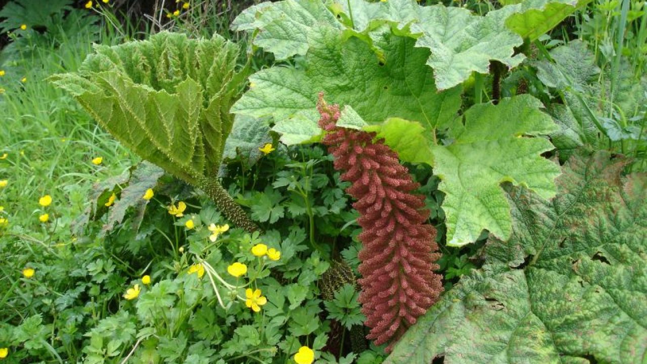 Investigación UdeC revela efecto protector de la nalca en el sistema ...