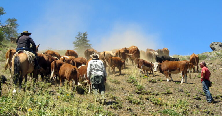 veranada | Página V