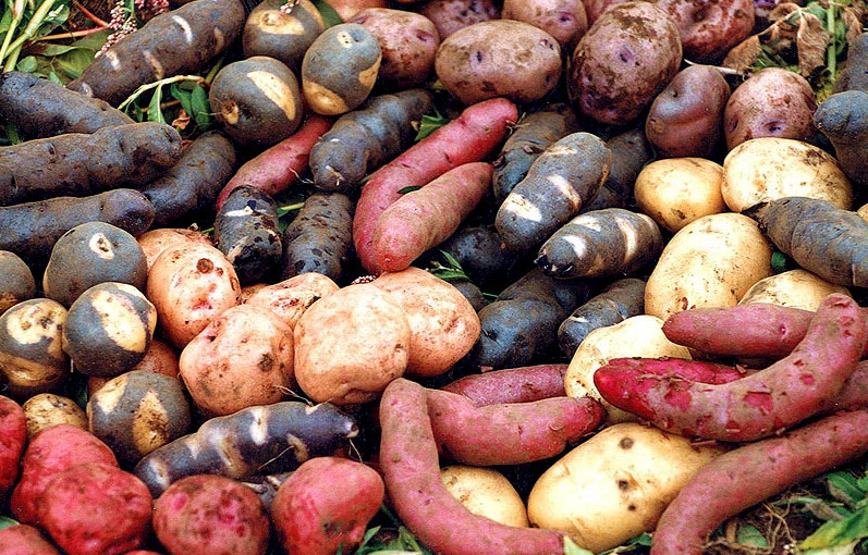 Análisis: Biodiversidad en papas es una poderosa herramienta de ...