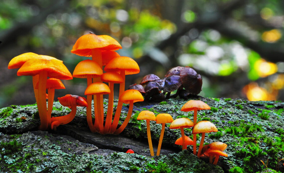 El reino de los hongos y sus múltiples beneficios farmacológicos | Página V