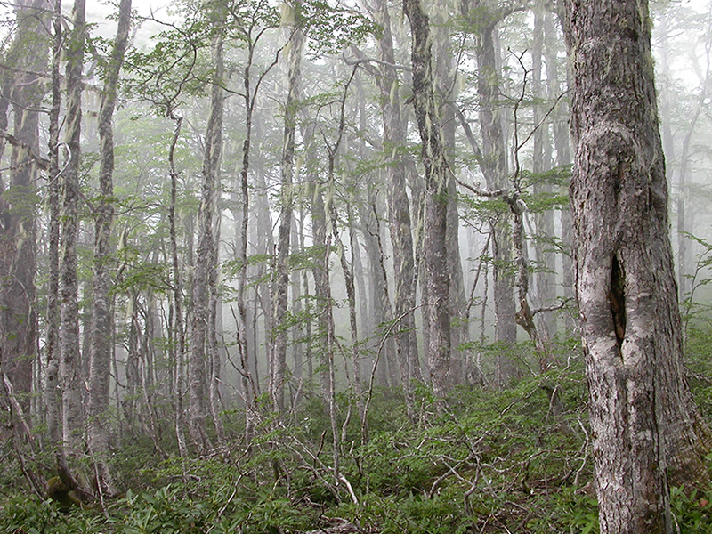 bosque-de-lenga | Página V